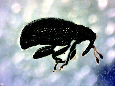 Adult Orchestes pallicornis [IMAGE] | EurekAlert! Science News Releases