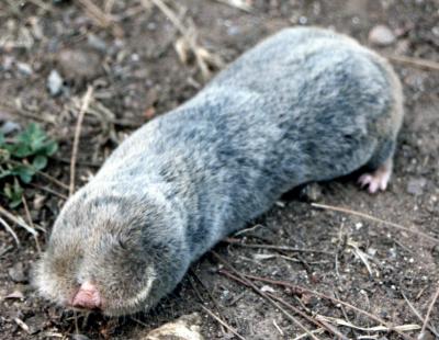 Blind Mole-Rat [IMAGE] | EurekAlert! Science News Releases