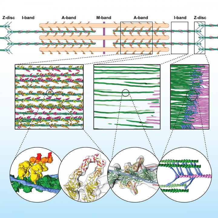 Sarcomere organization at mole [IMAGE] | EurekAlert! Science News Releases