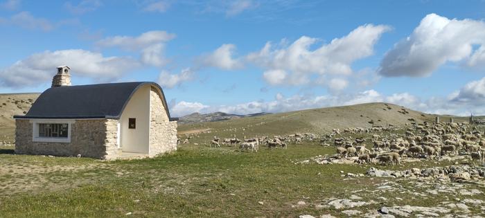 Transhumant flock in the Campo [IMAGE] | EurekAlert! Science News Releases