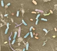 Plants rely on their resident bacteria to pro | EurekAlert!