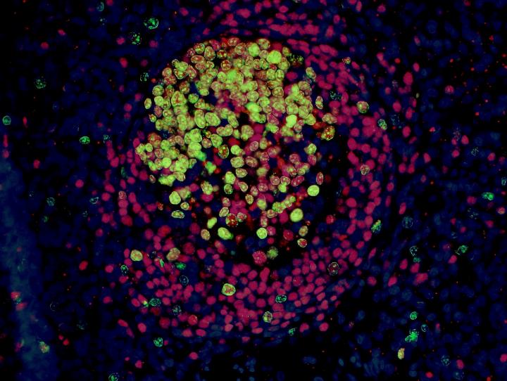 Immunofluorescence Image of a [IMAGE] | EurekAlert! Science News Releases