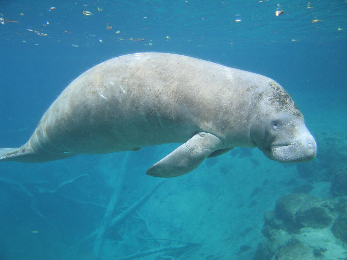 Loss of a Gene Long Ago Puts Marine Mammals a | EurekAlert!