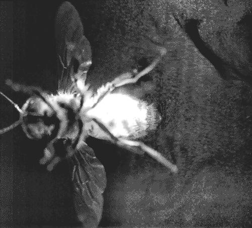 Flapping Bees [IMAGE] | EurekAlert! Science News Releases