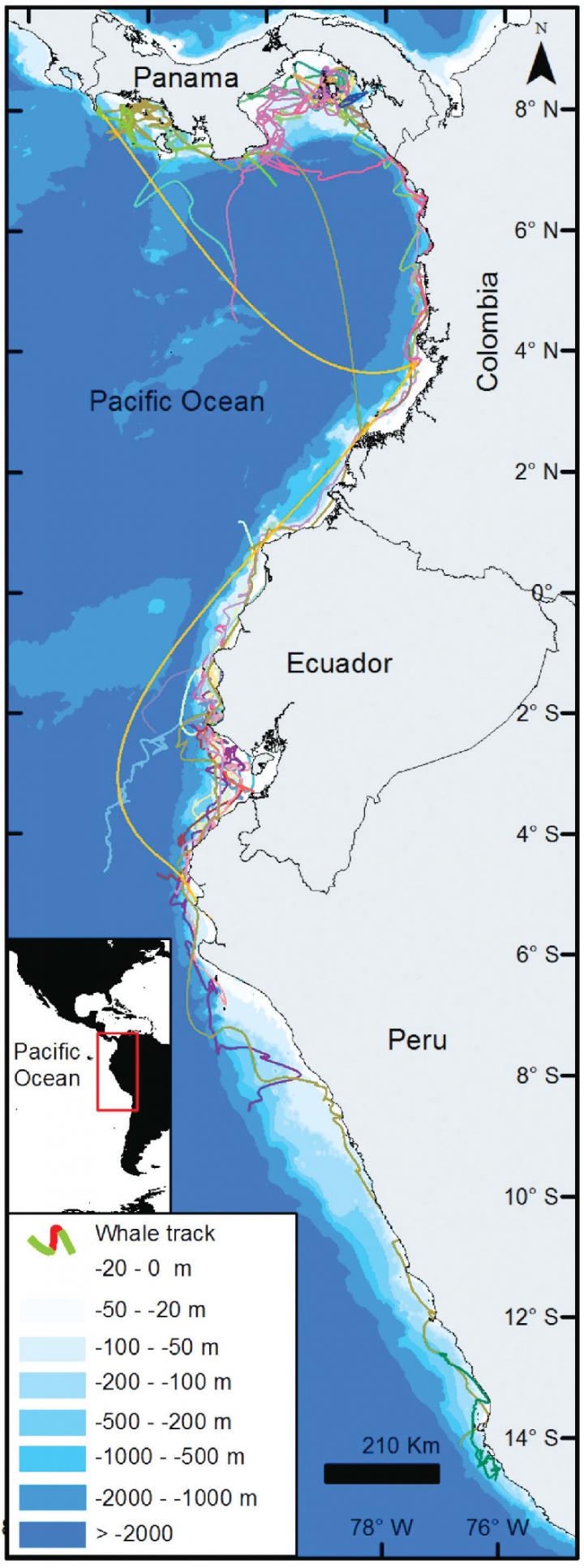 Whale Tracks [IMAGE] | EurekAlert! Science News Releases