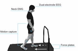 Split Treadmill Walking Test [VIDEO] | EurekAlert! Science News Releases