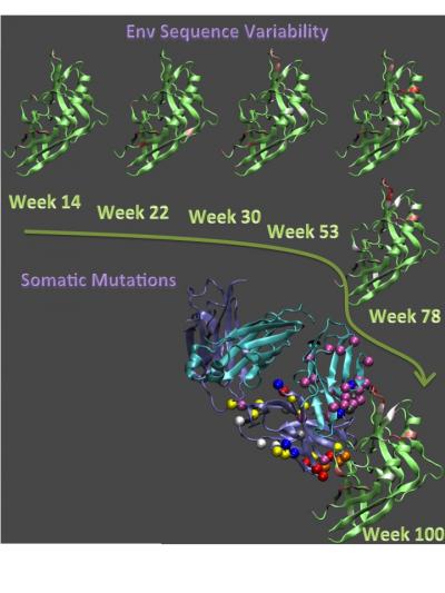 Co-Evolution of Virus and Anti [IMAGE] | EurekAlert! Science News Releases