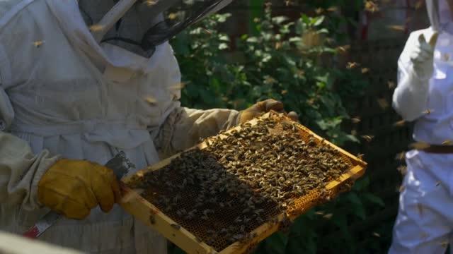 Honey bees can help monitor pollution in citi | EurekAlert!