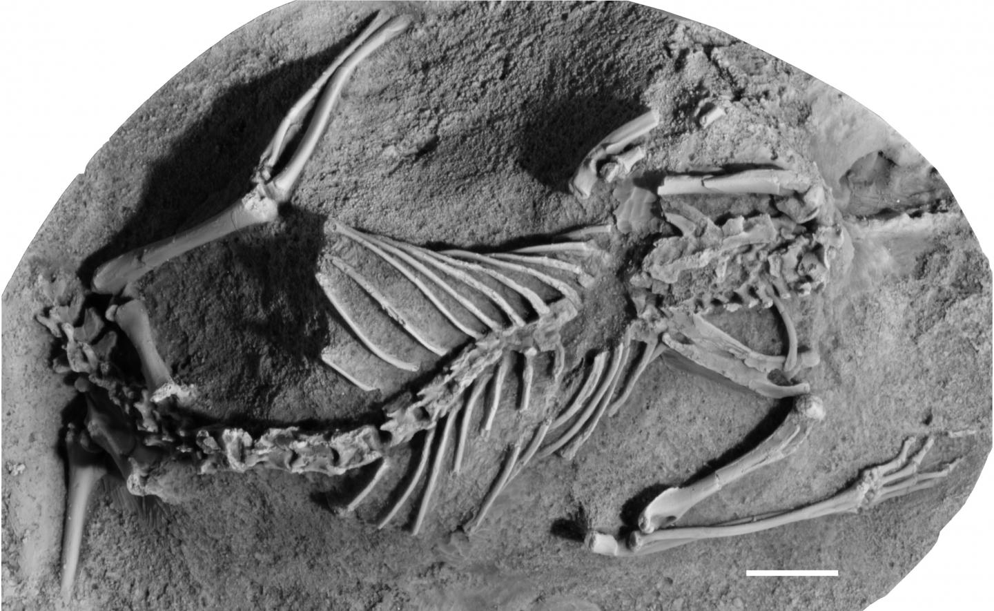 Asiatherium reshetovi [IMAGE] | EurekAlert! Science News Releases