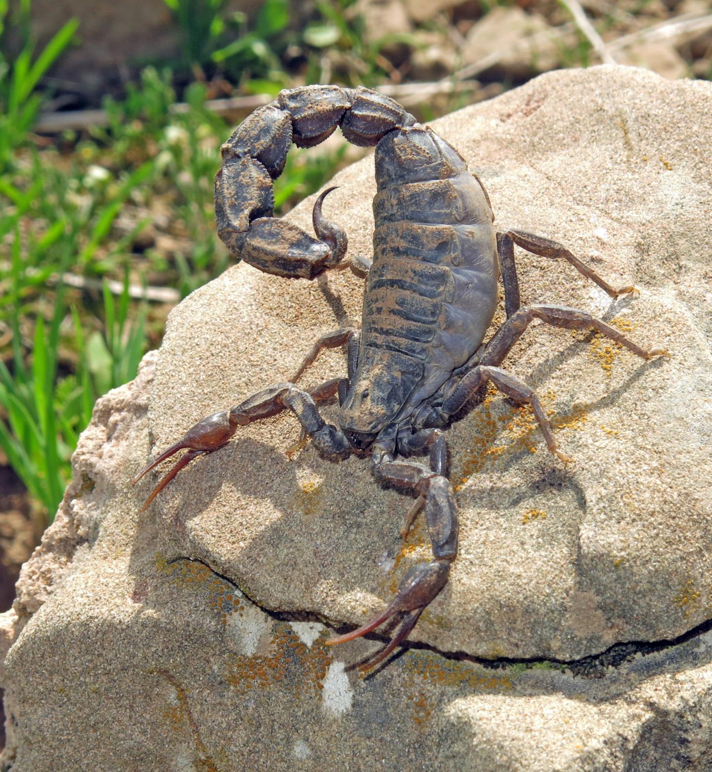 Androctonus crassicauda [IMAGE] | EurekAlert! Science News Releases