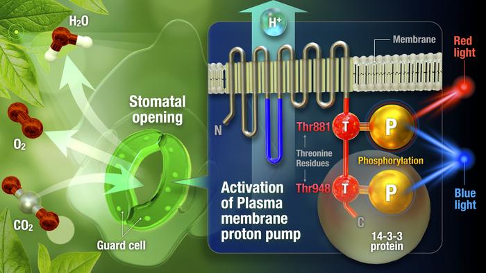 Phosphorylation of plasma memb [IMAGE] | EurekAlert! Science News Releases