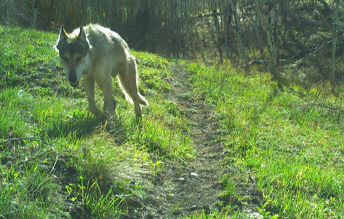 Wolf walking [IMAGE] | EurekAlert! Science News Releases