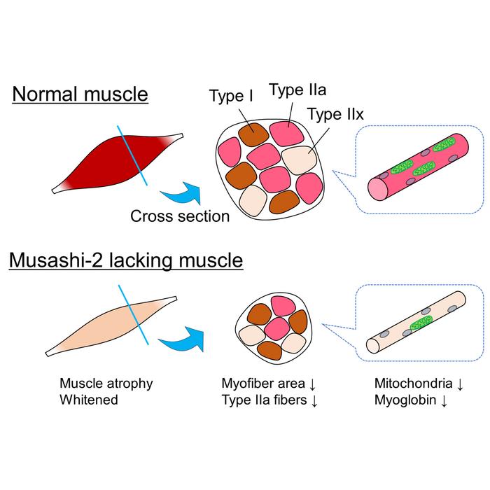 Scientists set sights on protein that control | EurekAlert!
