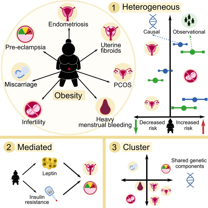 Obesity may increase risk of some female reproductive disorders ...