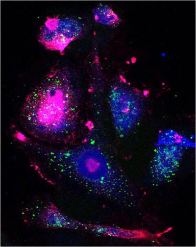Confocal Microscopy Image [IMAGE] | EurekAlert! Science News Releases