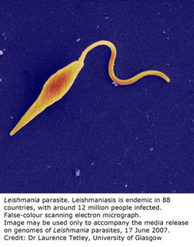 Leishmania Parasite [IMAGE] | EurekAlert! Science News Releases