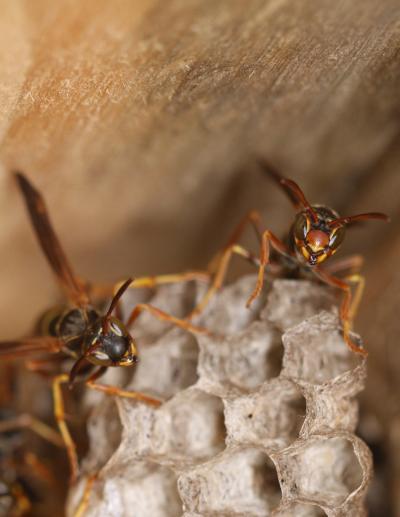 Social Wasps Recognize Each Others' Faces (2 | EurekAlert!