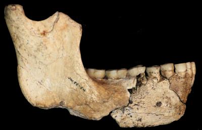 Human Evolution Takes a Twist With Austral | EurekAlert!