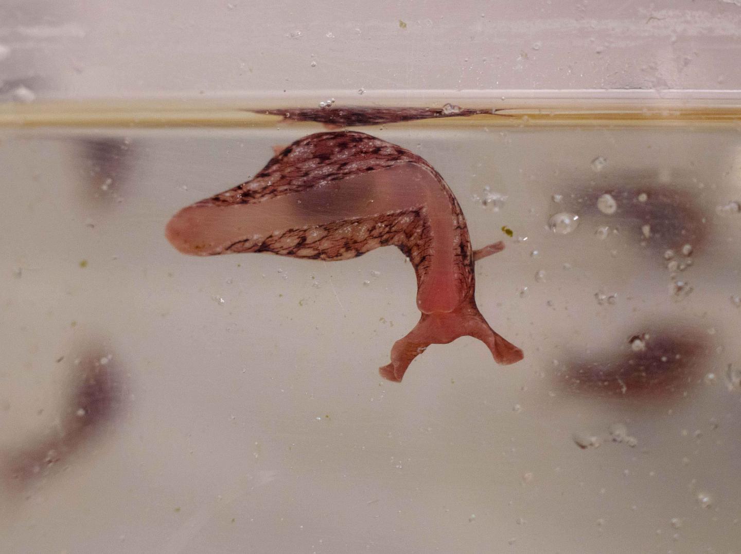 Research Slugs [IMAGE] | EurekAlert! Science News Releases