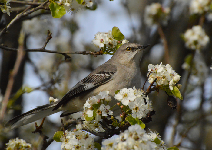 Pear Trees [IMAGE] | EurekAlert! Science News Releases