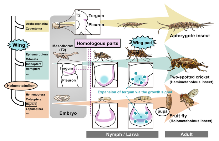 Wing origin from lateral tergu [IMAGE] | EurekAlert! Science News Releases