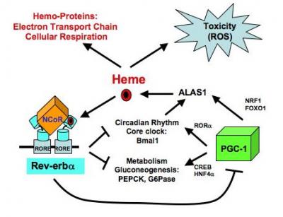 Rev-erb-alpha Pathway [IMAGE] | EurekAlert! Science News Releases