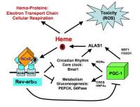 Rev-erb-alpha Pathway [IMAGE] | EurekAlert! Science News Releases