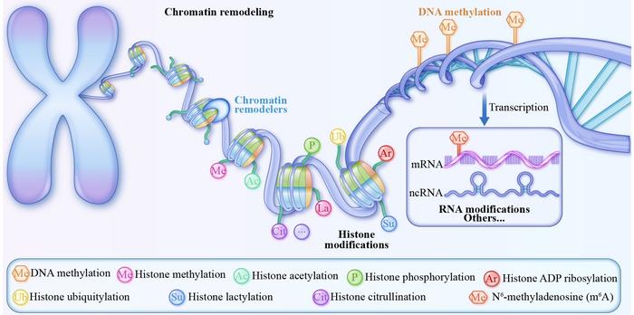 Epigenetic modifications can influence the on | EurekAlert!