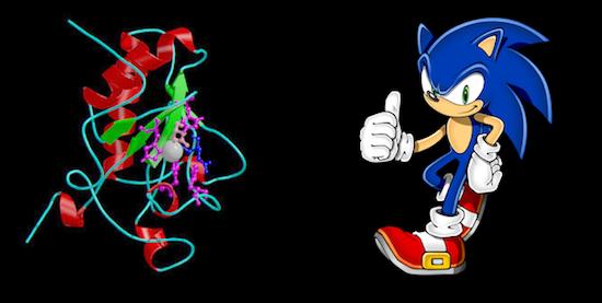 In the Flesh [IMAGE] | EurekAlert! Science News Releases