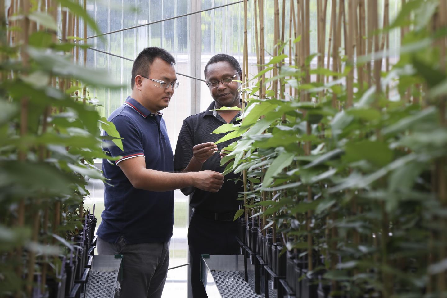 Critical Plant Gene Takes Unex [IMAGE] | EurekAlert! Science News Releases