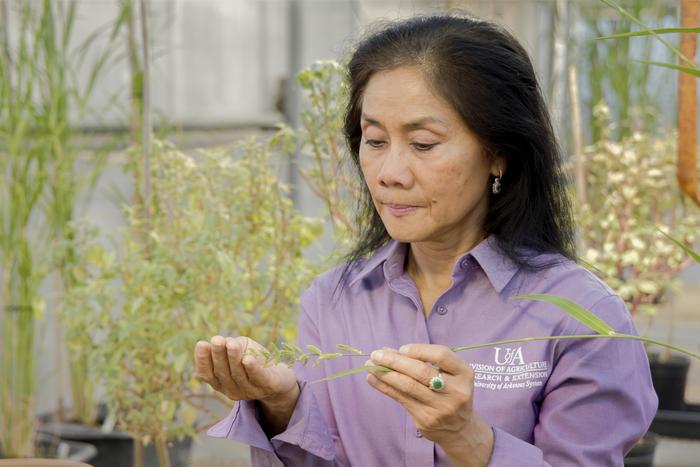 Nilda Burgos [IMAGE] | EurekAlert! Science News Releases