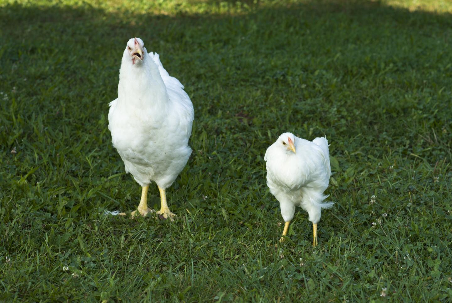 White Plymouth Rock Chickens ( [IMAGE] | EurekAlert! Science News Releases