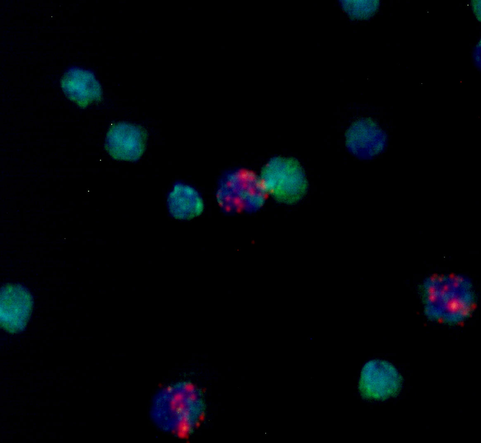 Studying mosquito immune cells could improve | EurekAlert!