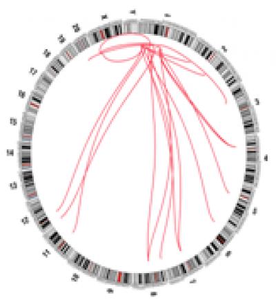 Circular Chromosome Map [IMAGE] | EurekAlert! Science News Releases