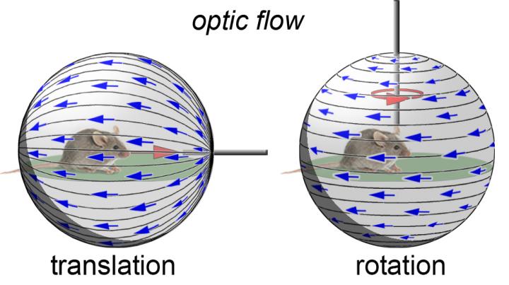 Optical Flow [IMAGE] | EurekAlert! Science News Releases