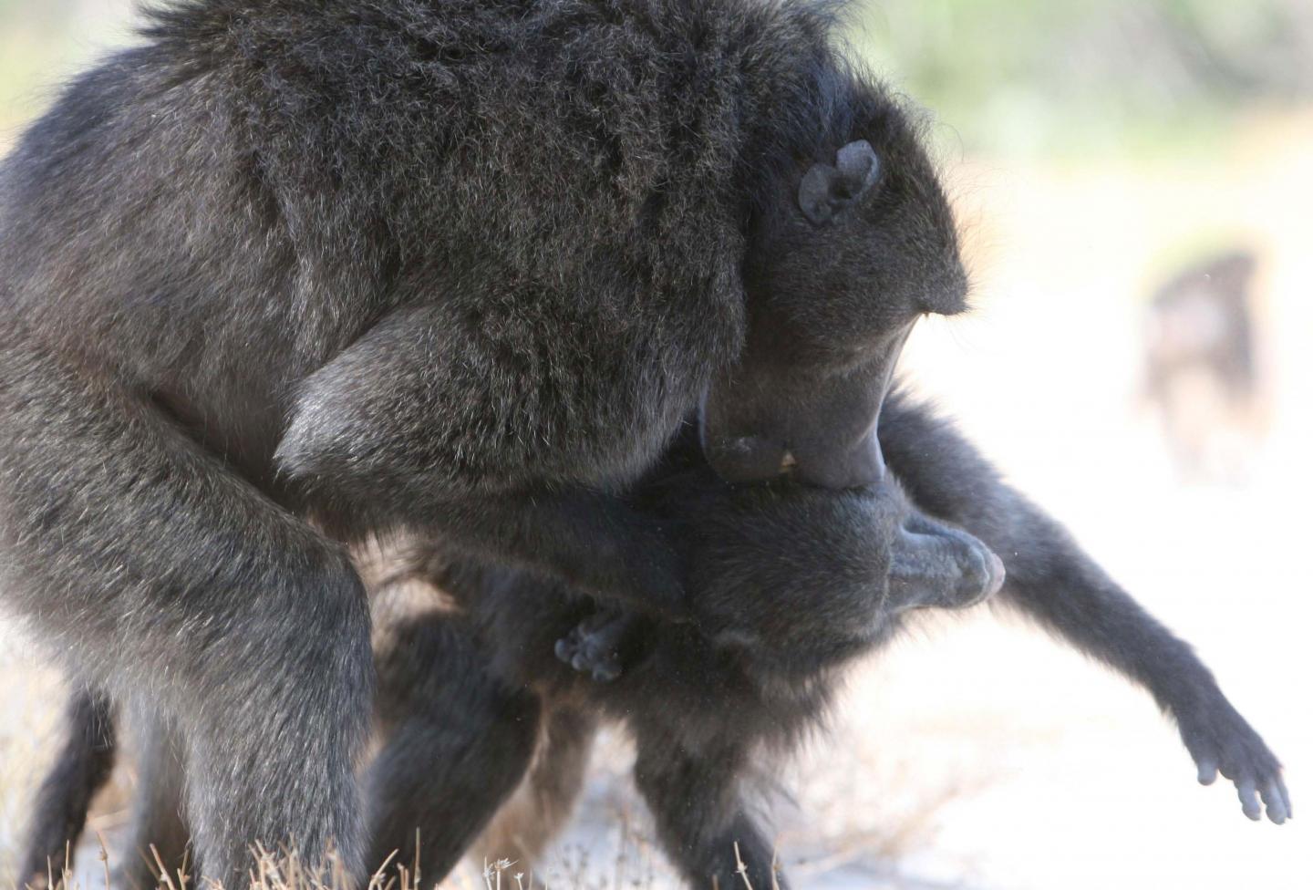 Male Baboon Attacking a Female [IMAGE] | EurekAlert! Science News Releases