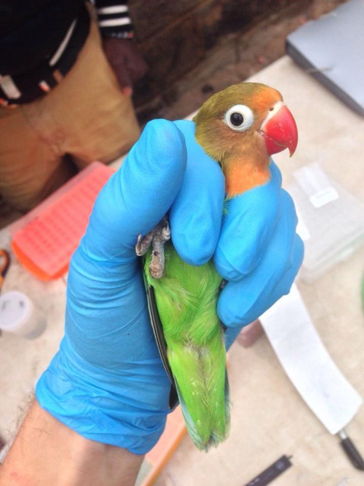 Passerine Bird Sampling [IMAGE] | EurekAlert! Science News Releases