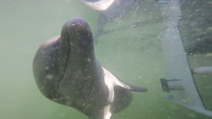 Dolphins “shout” over loud underwater noise t | EurekAlert!
