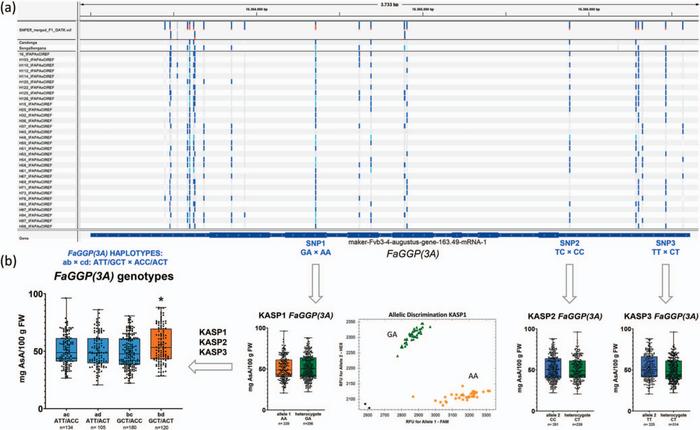 Decoding the genetics of ascorbic acid: a dee | EurekAlert!