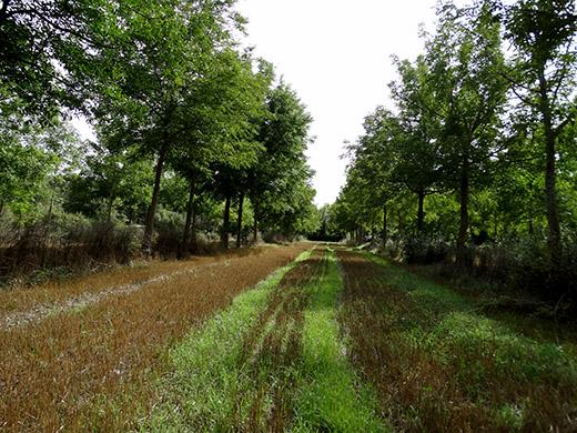 Alley Cropping with Woody Poly [IMAGE] | EurekAlert! Science News Releases