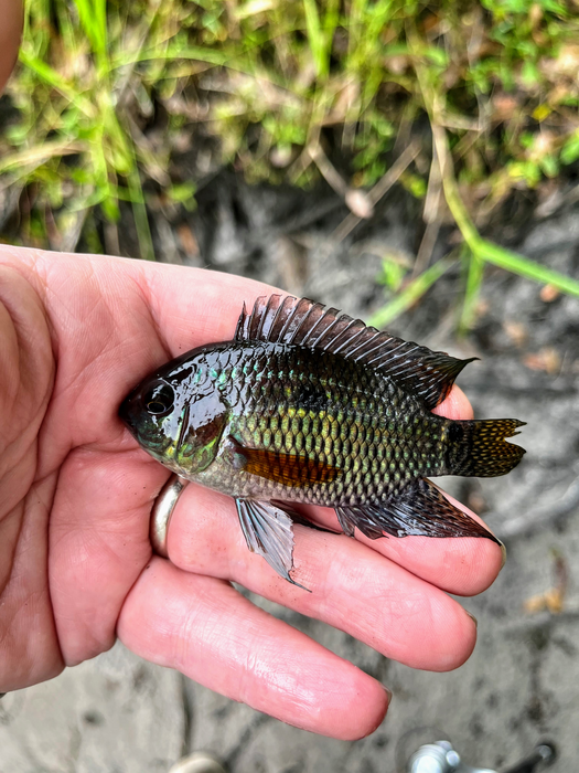 The chanchita may have the highest cold toler | EurekAlert!