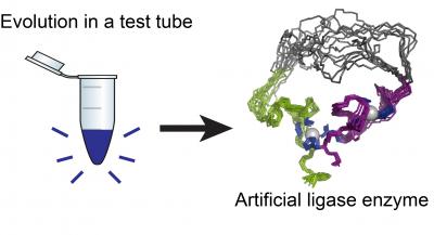 RNA Ligase Enzyme [IMAGE] | EurekAlert! Science News Releases