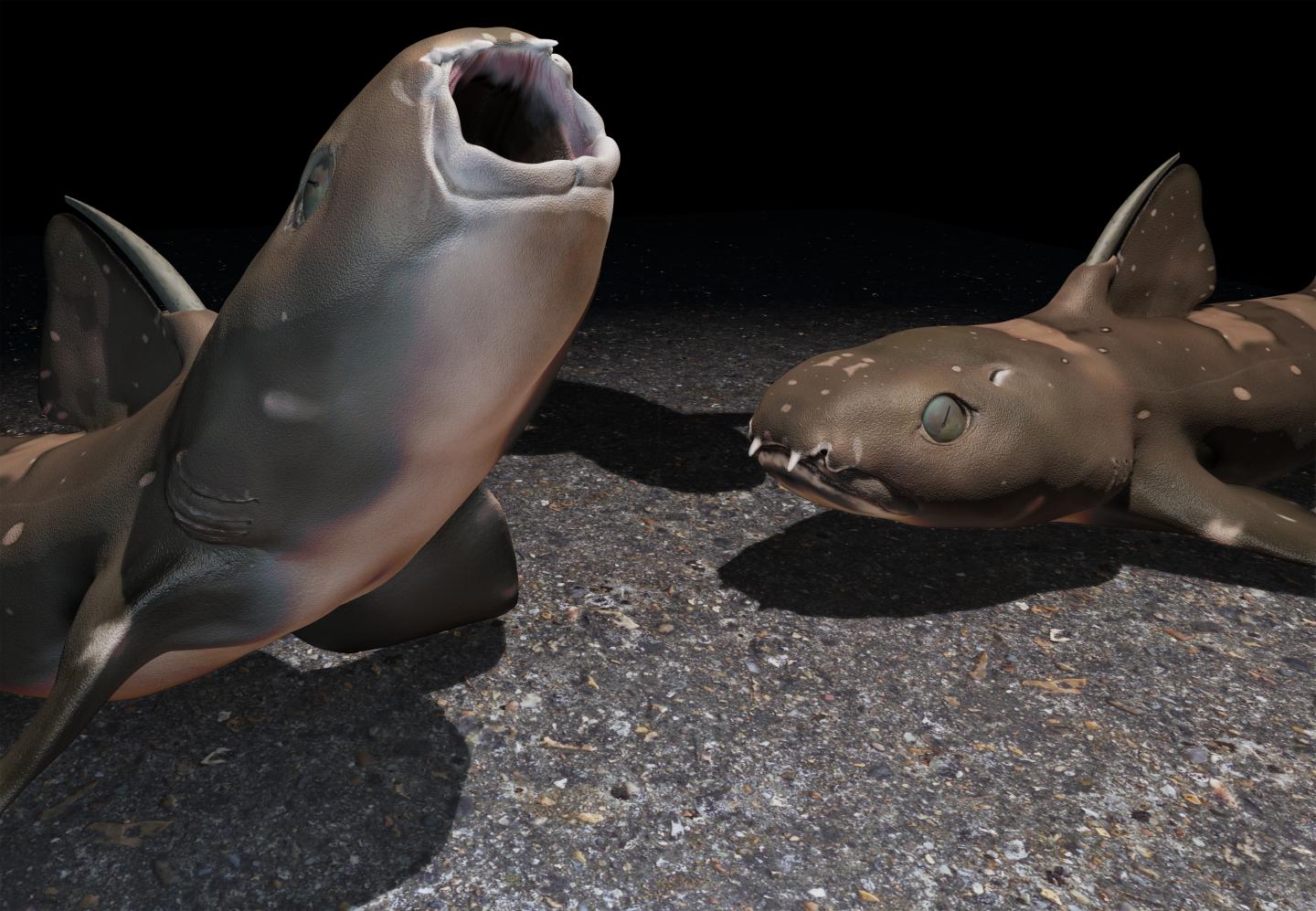 Tristychius Illustration [IMAGE] | EurekAlert! Science News Releases