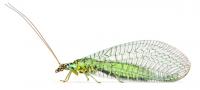 A Reliable Timeline of Insect Evolution (1 of | EurekAlert!