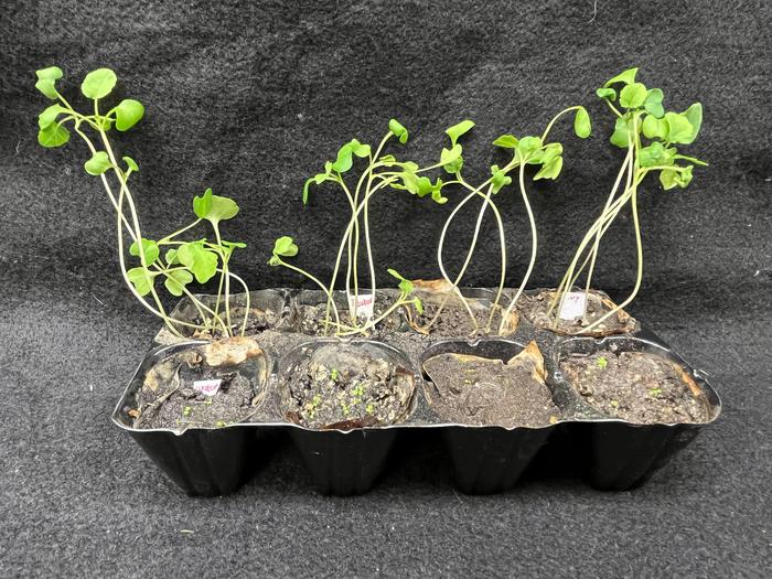 germination experiment [IMAGE] | EurekAlert! Science News Releases