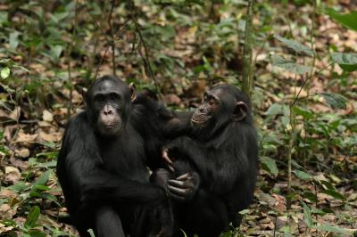 Adolescent Chimps [IMAGE] | EurekAlert! Science News Releases