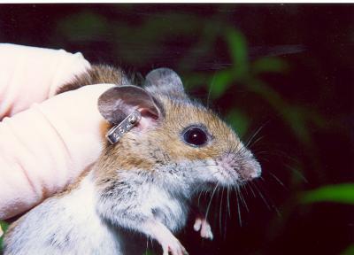 White-Footed Mouse [IMAGE] | EurekAlert! Science News Releases