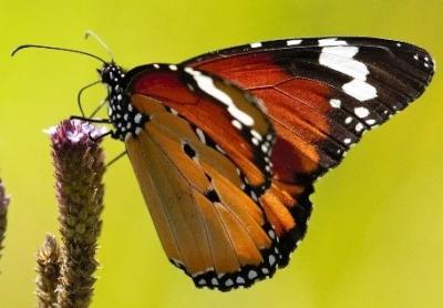 African Monarch Butterfly (2 o [IMAGE] | EurekAlert! Science News Releases