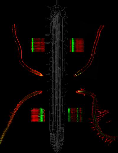 Roots Reveal Development Story | EurekAlert!