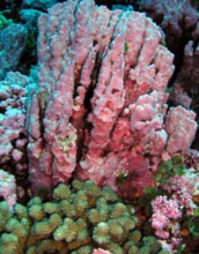 Encrusting Red Algae [IMAGE] | EurekAlert! Science News Releases